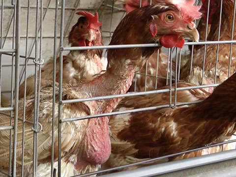 David Rennie: Animal Cruelty and Food Safety Risks